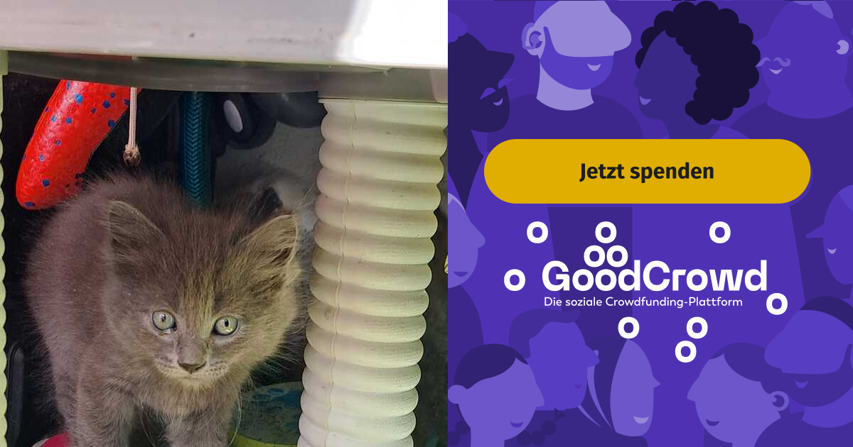 13 Katzen in Not – bitte helft uns! | GoodCrowd.org