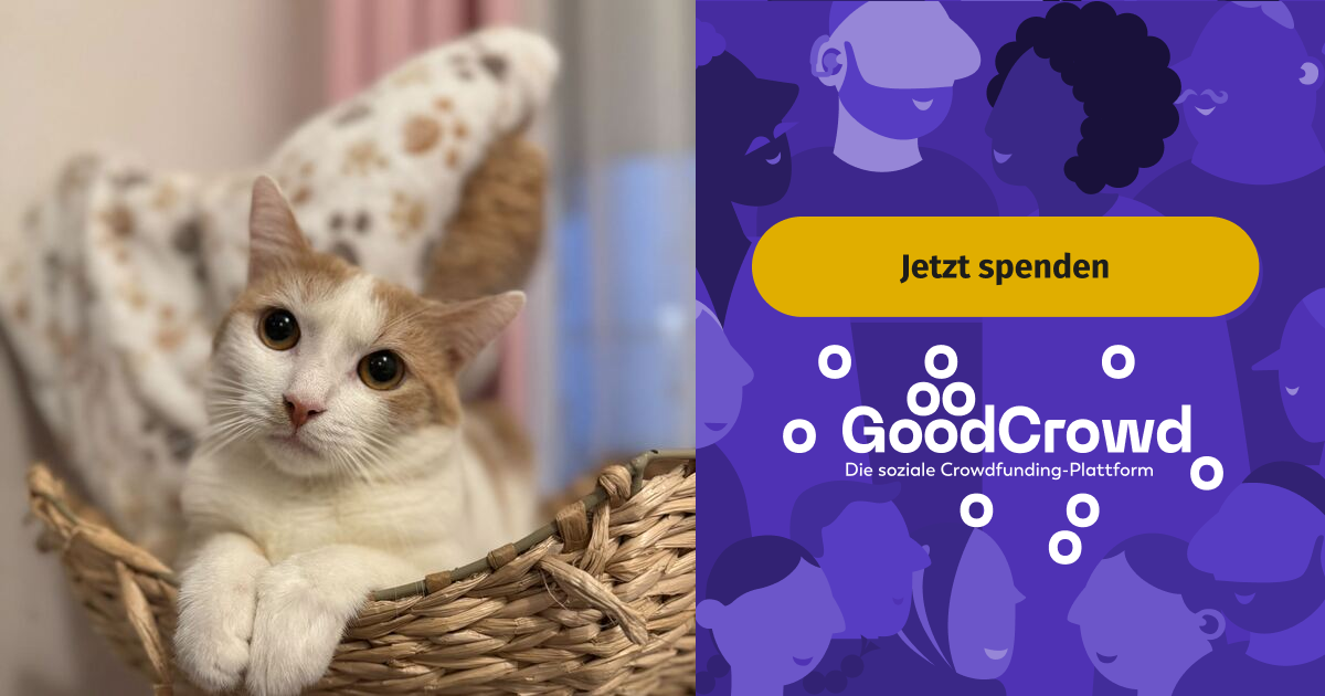 Hilfe für Didi, Leon, Bambi und Borys 🐾🐱💔 | GoodCrowd.org