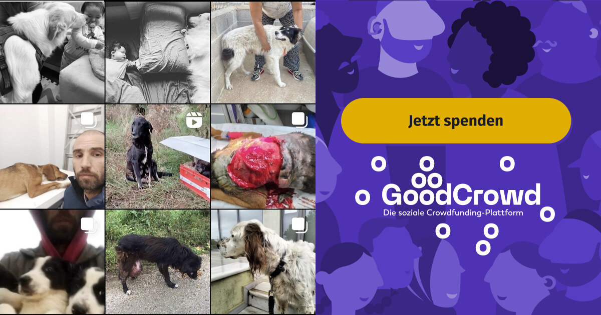 Hilfe für Streuner in Lebensgefahr | GoodCrowd.org