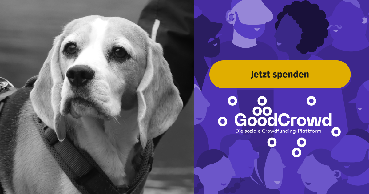 Hilfe für meine Hündin Juna Hazel erbeten! | GoodCrowd.org