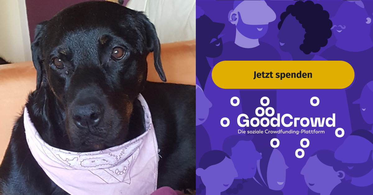 Ich Bitte um eine Spende für meine Rotti Hündin! | GoodCrowd.org