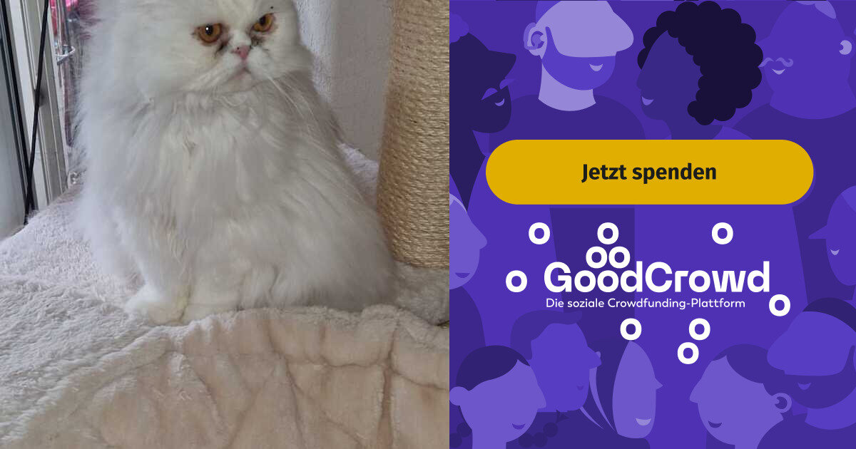 Katze Mimi | GoodCrowd.org