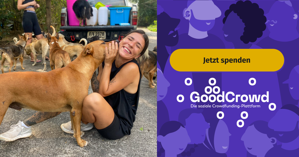 Samui Street Dogs | GoodCrowd.org