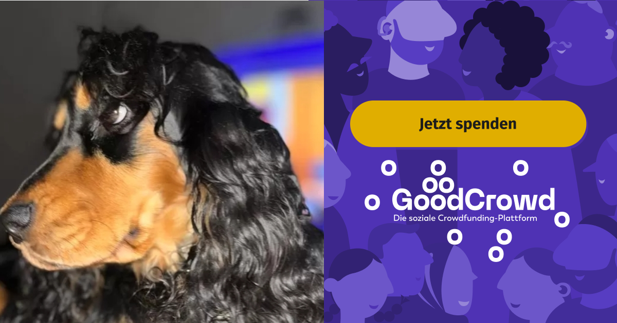 Sensible Cockermädel braucht ein neuse Heim | GoodCrowd.org