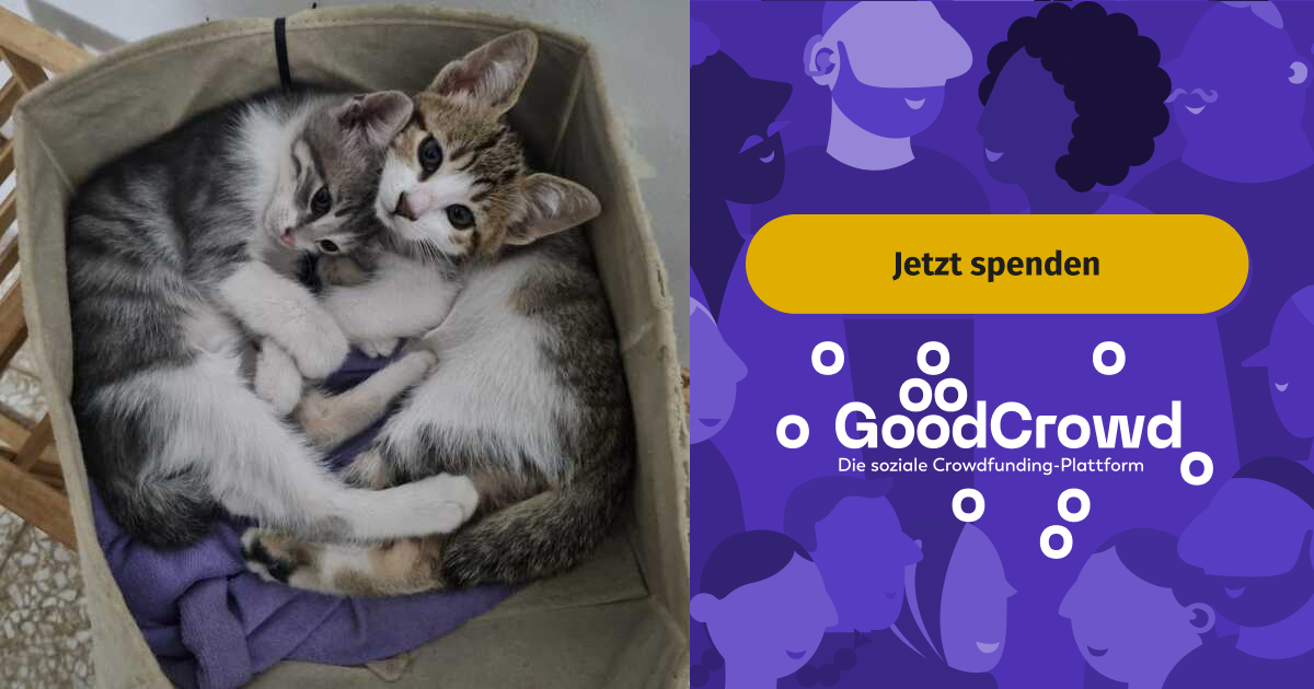 Tiger & Susi brauchen Hilfe für Flug & Tierarzt | GoodCrowd.org