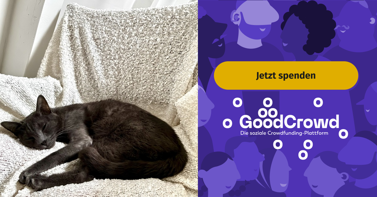 Unser zwei 2 Jahre junger Kater Matze | GoodCrowd.org